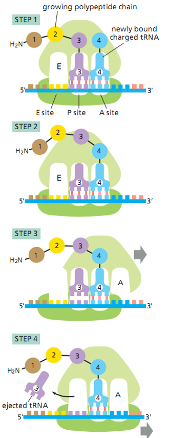 核糖体 - 搜狗科学百科
